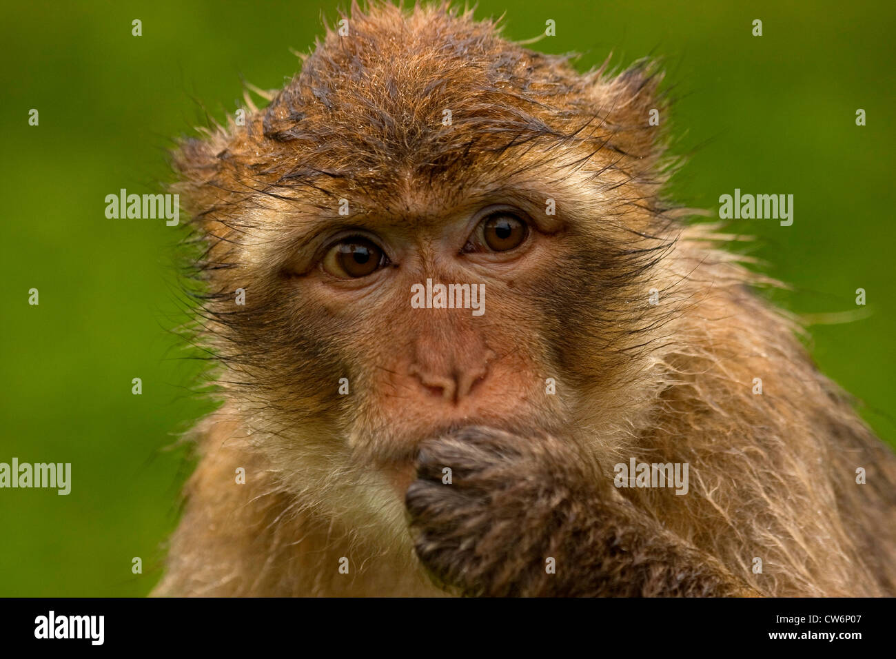 Monkey hand on head hi-res stock photography and images - Alamy