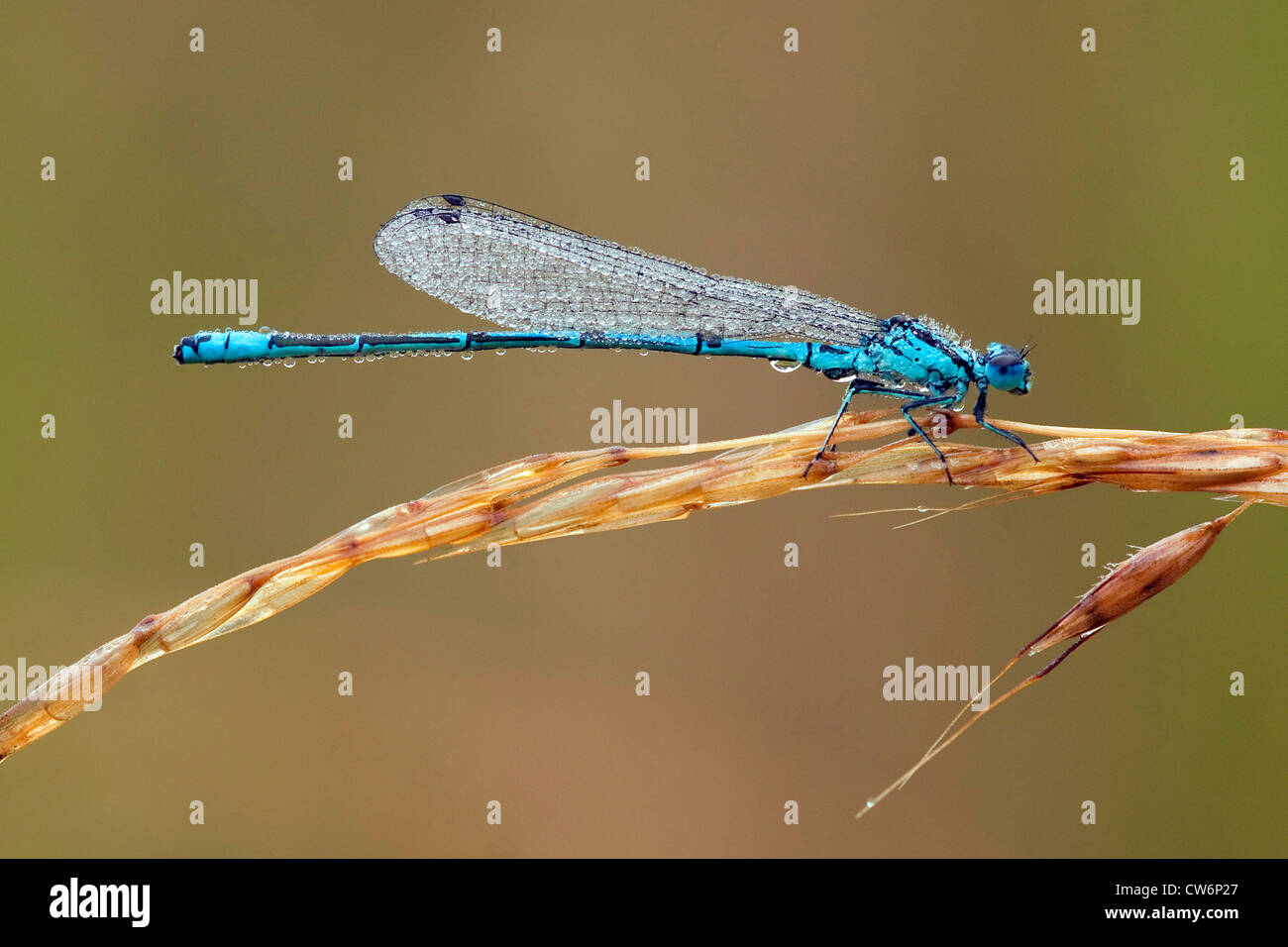 Dragonfly hi-res stock photography and images - Alamy