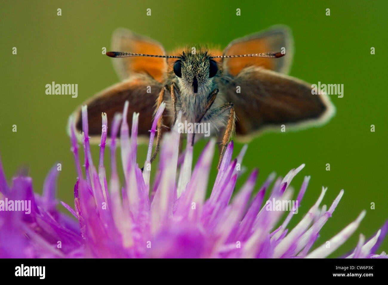 small skipper (Thymelicus sylvestris, Thymelicus flavus), sitting on a ...
