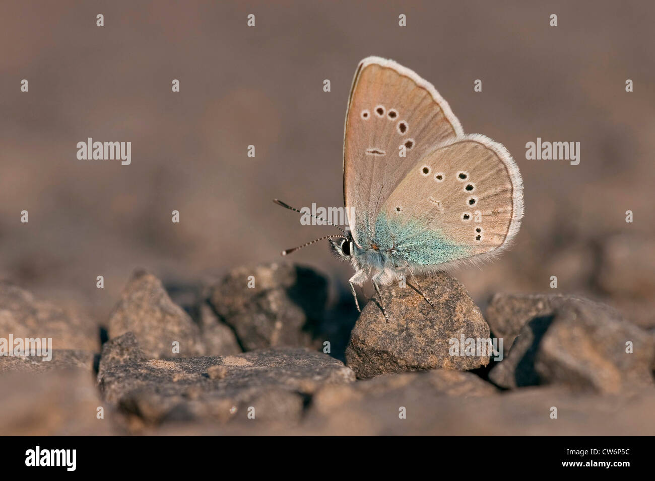 mazarine blue (Polyommatus semiargus, Cyaniris semiargus), sitting on ...