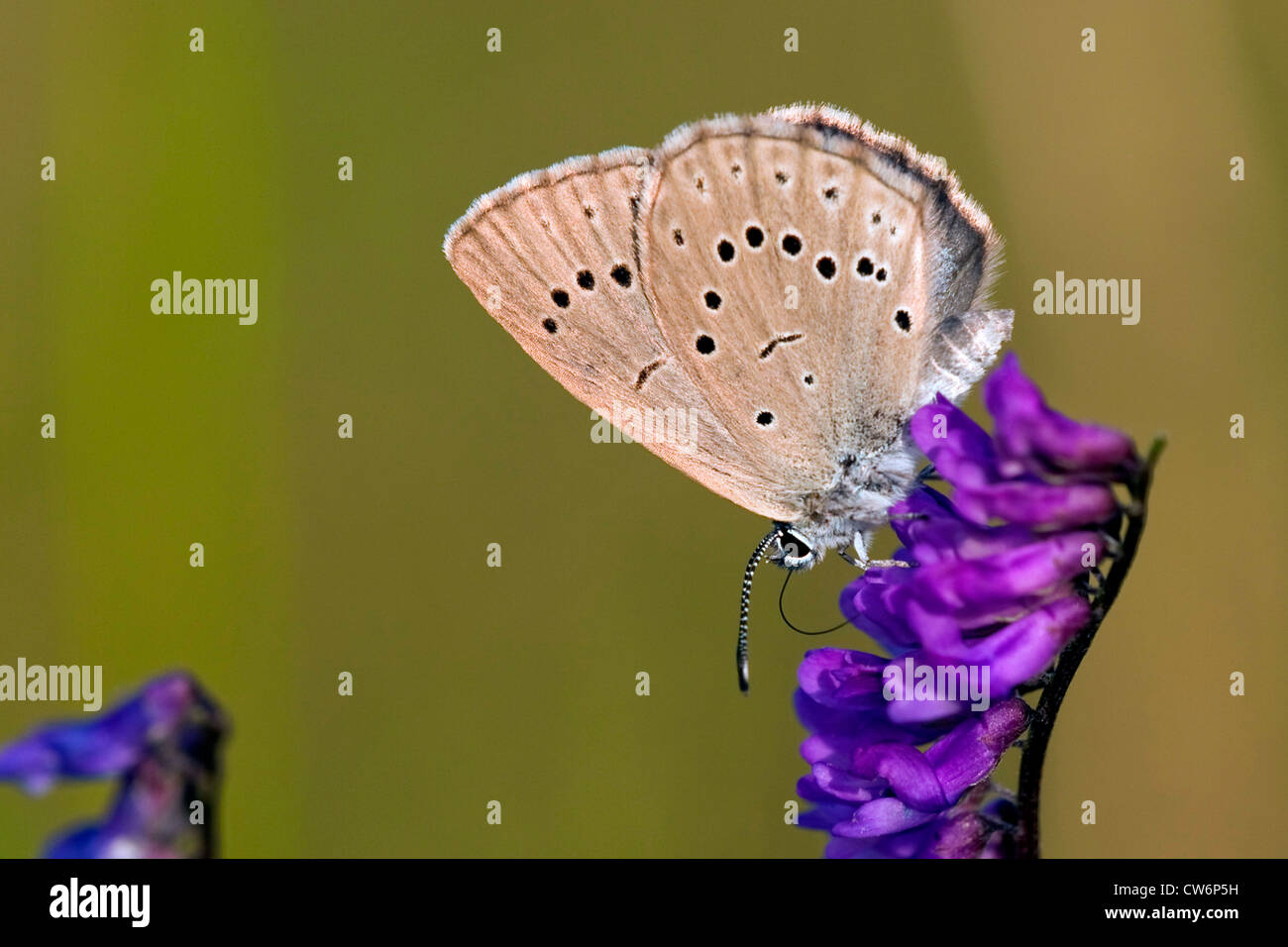 Maculinea High Resolution Stock Photography and Images - Alamy