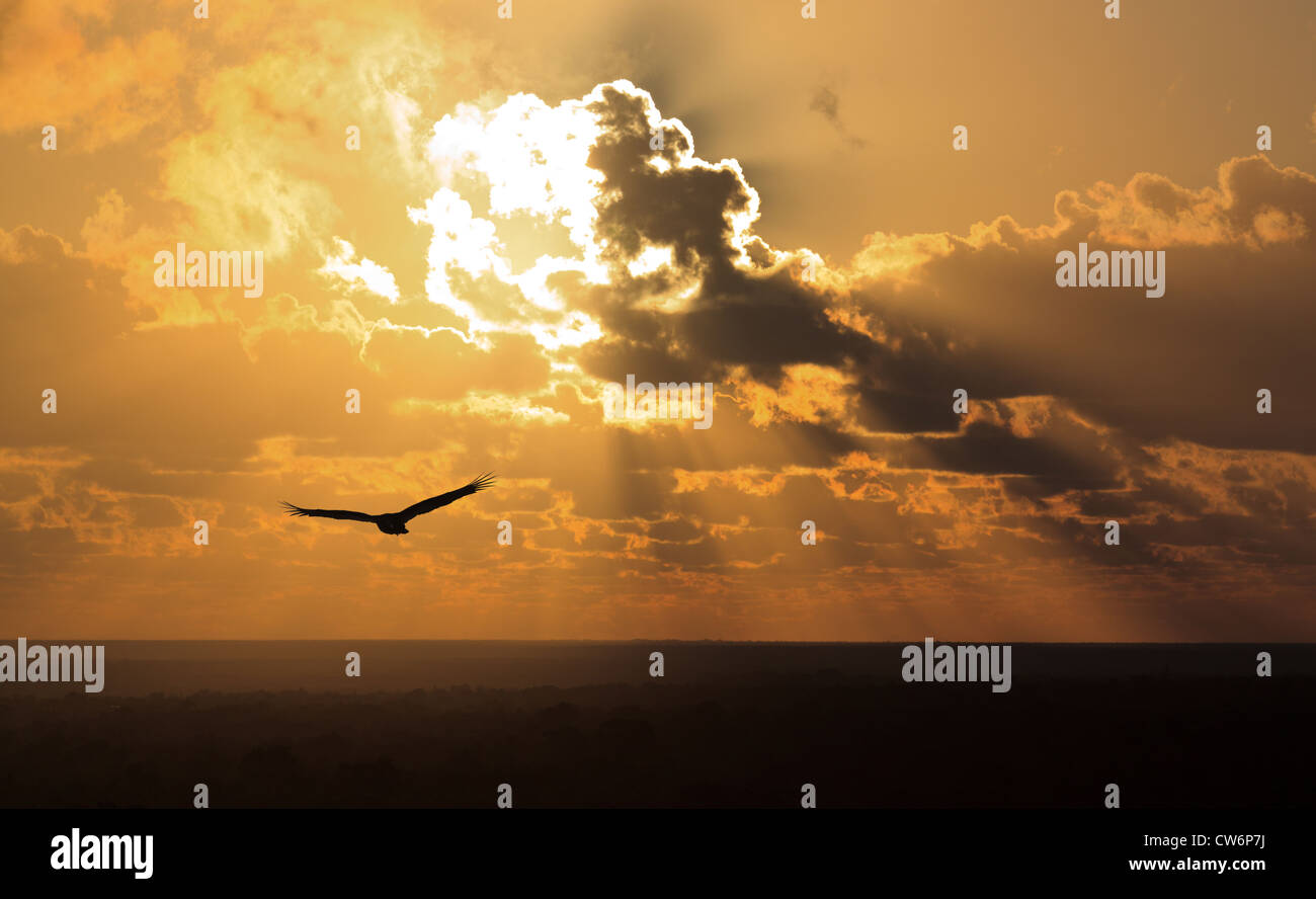 Flying over jungle hi-res stock photography and images - Alamy