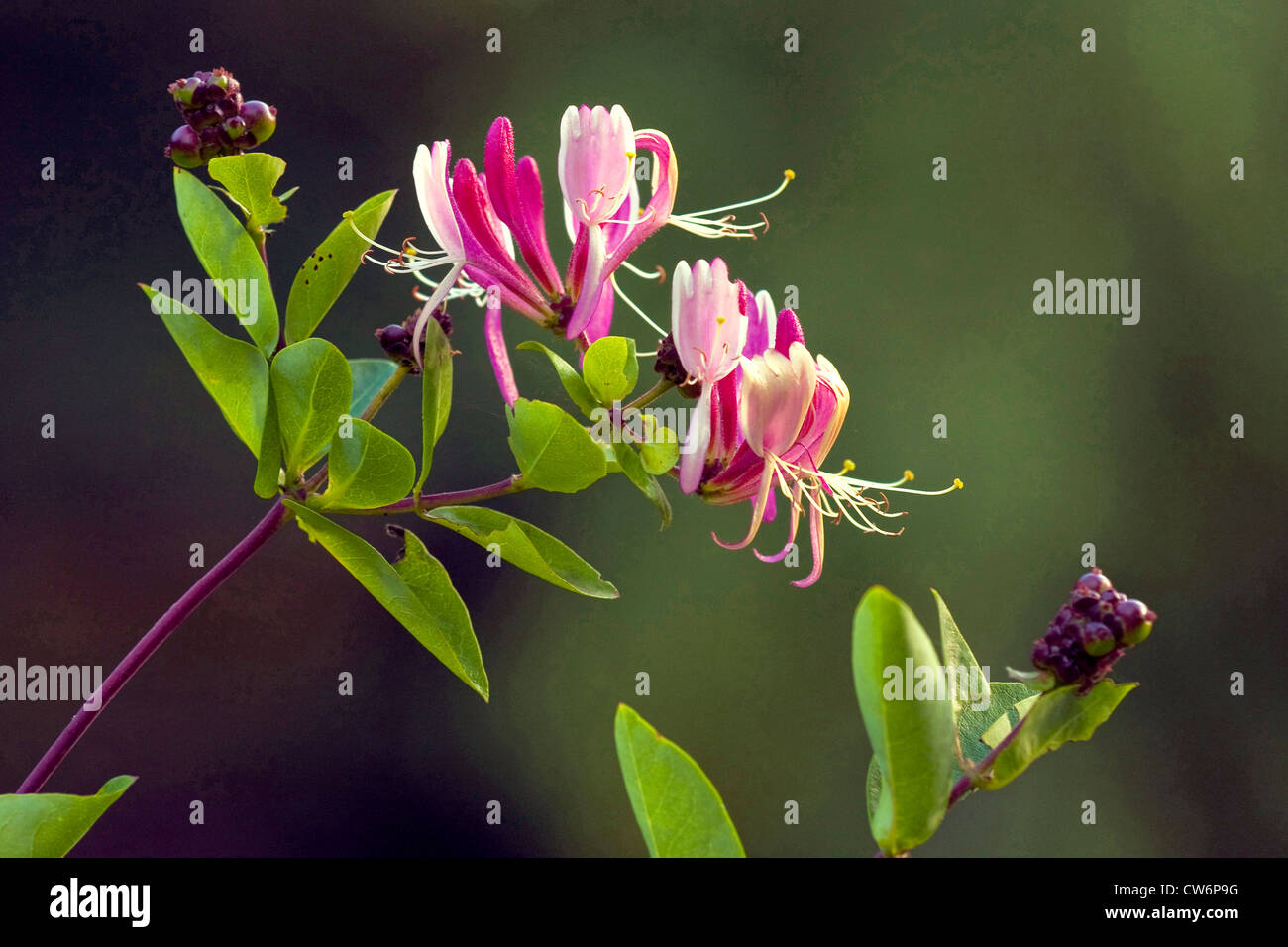 Honeysuckle lonicera caprifolium hi-res stock photography and images ...