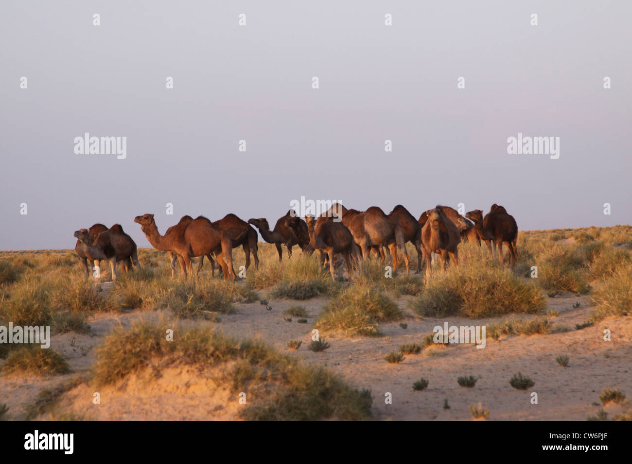 Sahara fringe hi-res stock photography and images - Alamy