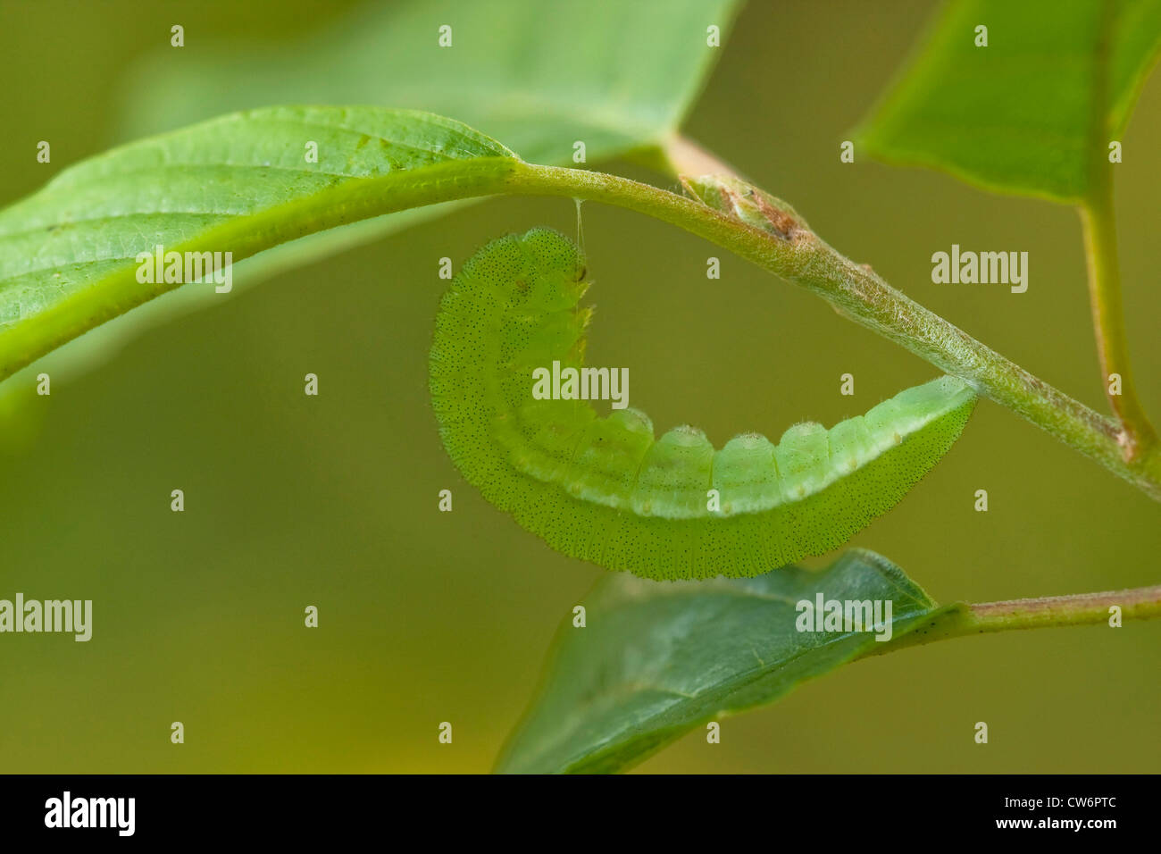 Larva Larvae Insect Larva Insect Larvae Physiology Development ...