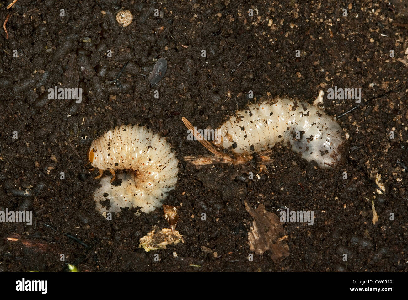 hermit beetle (Osmoderma eremita), larvae in brittle oak wood, Germany ...
