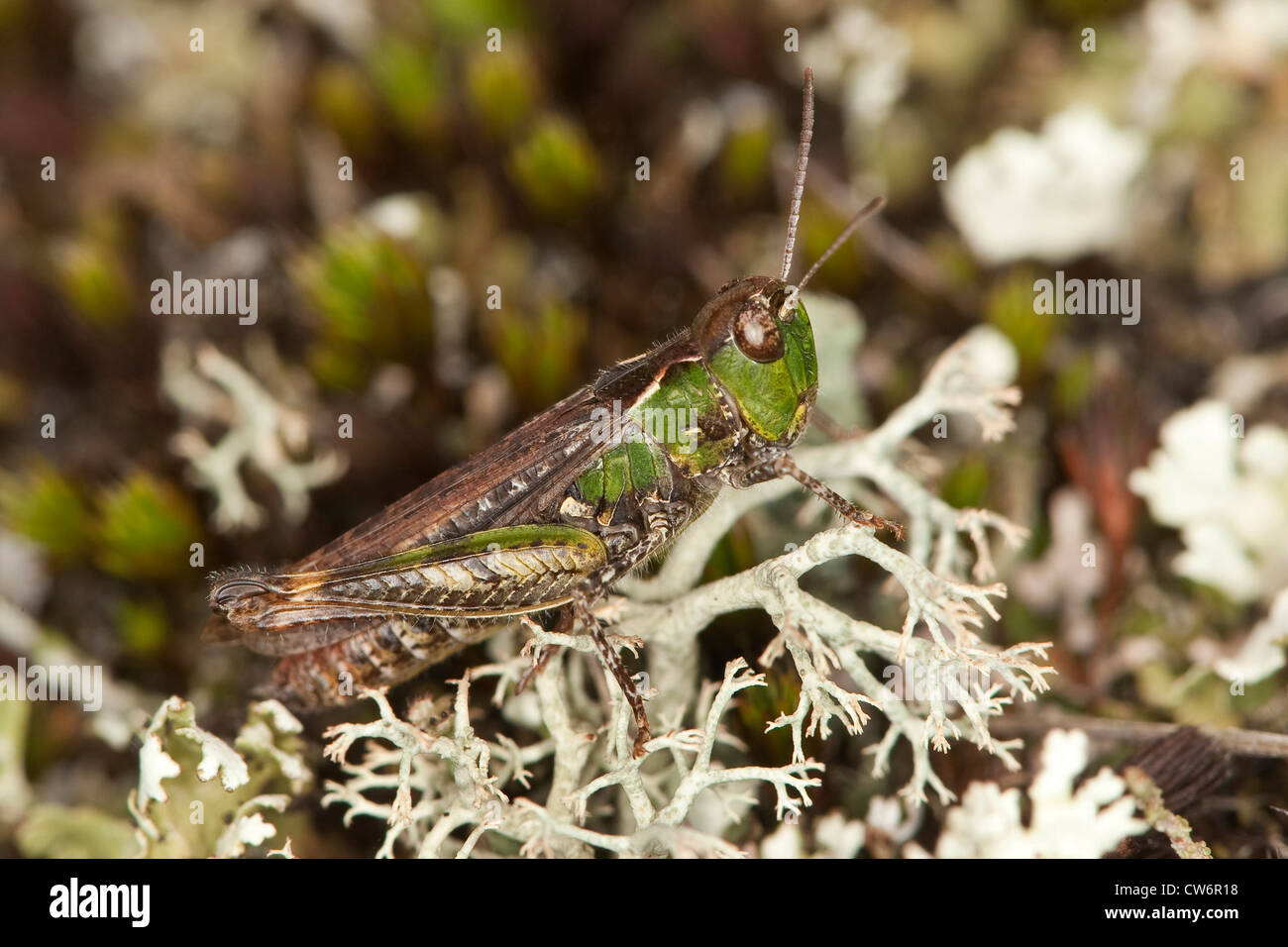 mottled grasshopper (Myrmeleotettix maculatus, Gomphocerus maculatus ...
