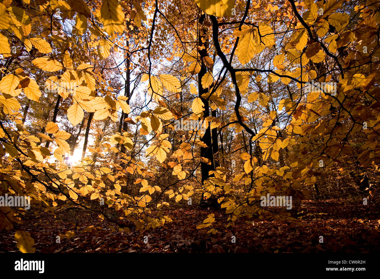 common beech (Fagus sylvatica), branches in autumn in backlight ...