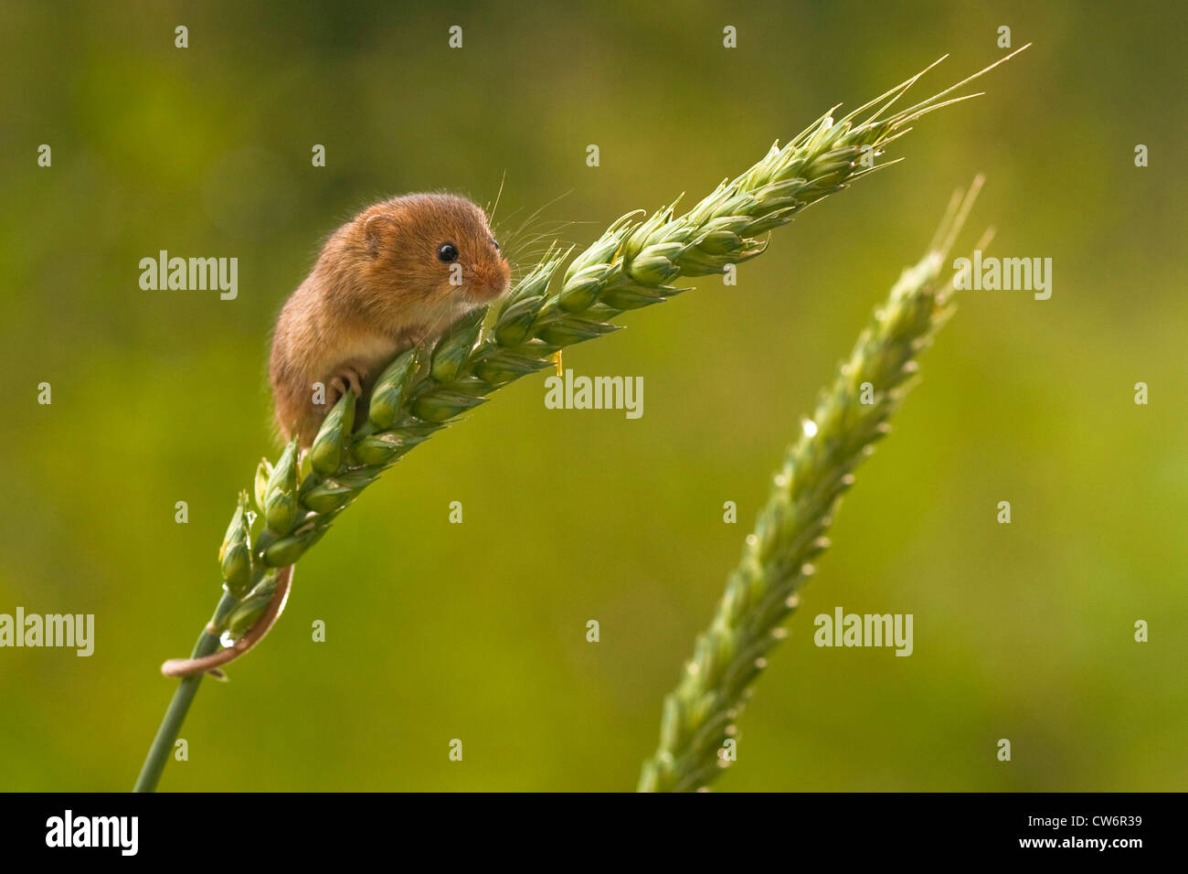 Harvest mouse eating hi-res stock photography and images - Alamy