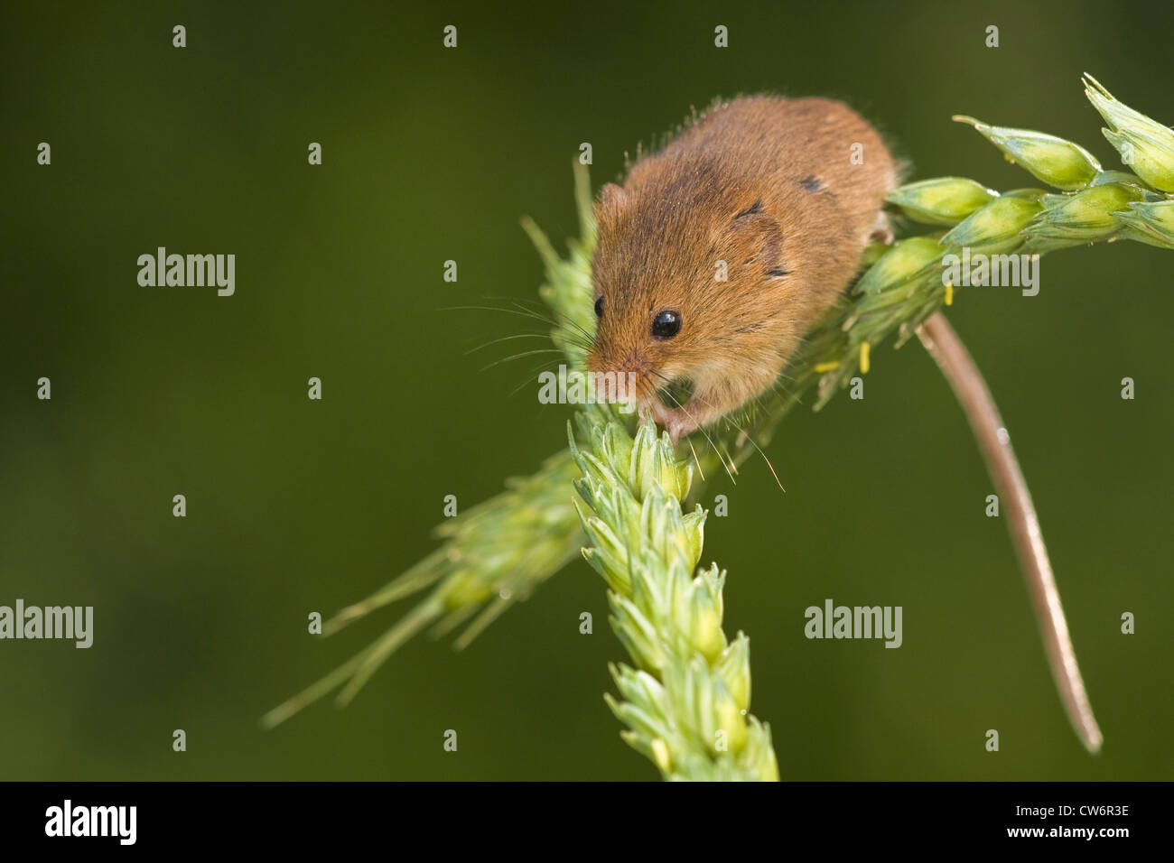 Old World harvest mouse (Micromys minutus), sitting on a wheat ear ...