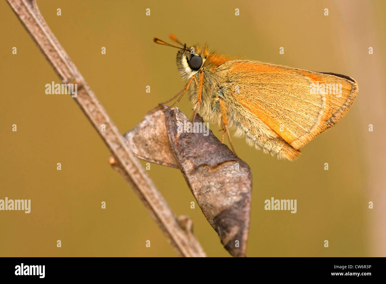 small skipper (Thymelicus sylvestris, Thymelicus flavus), sitting on ...