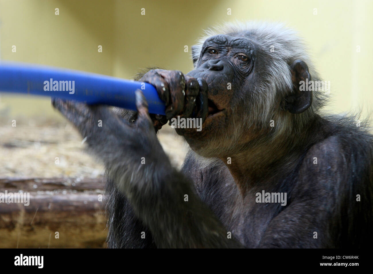Hand feeding a chimpanzee hi-res stock photography and images - Alamy