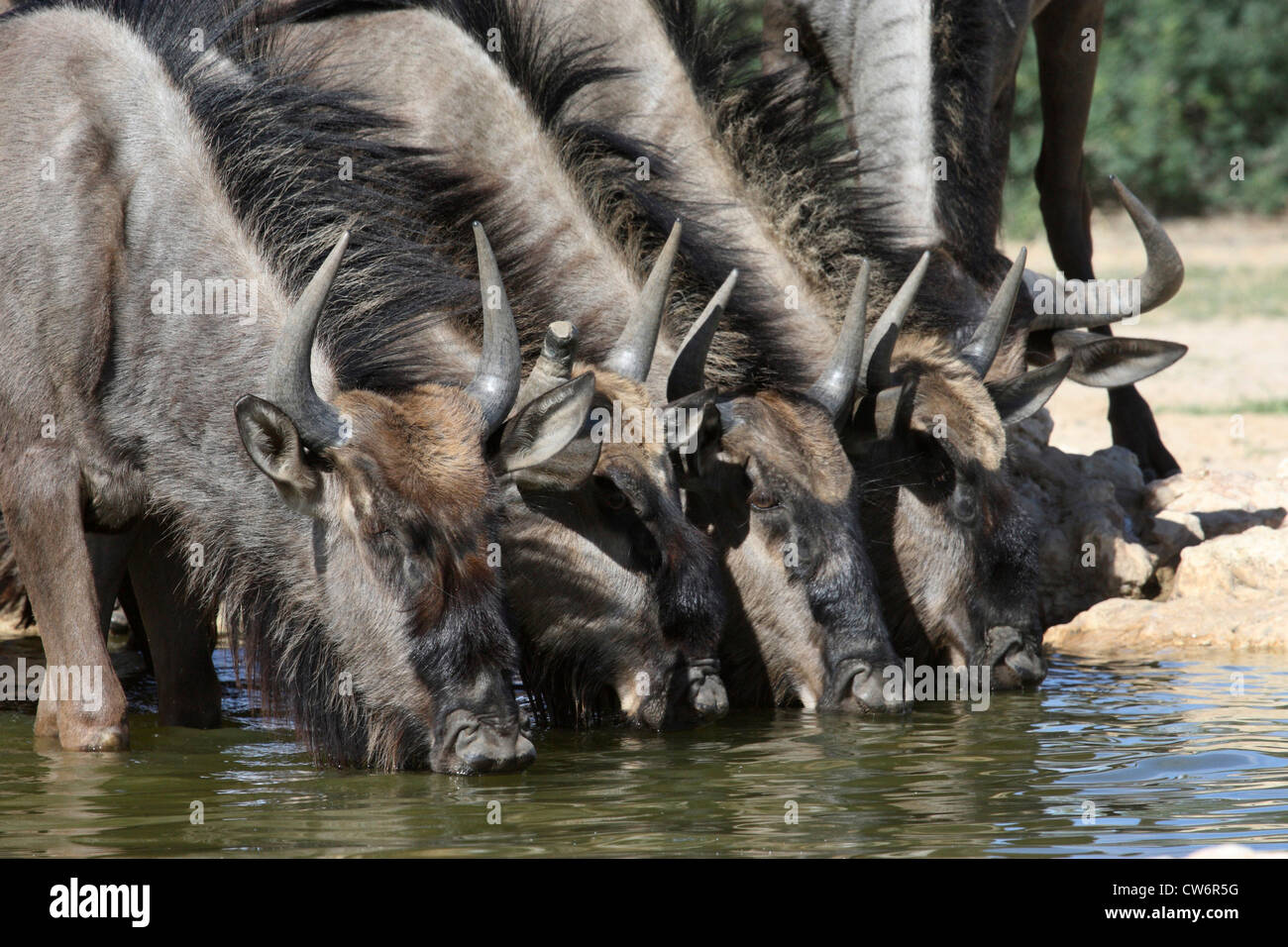 Gnu quartet hi-res stock photography and images - Alamy