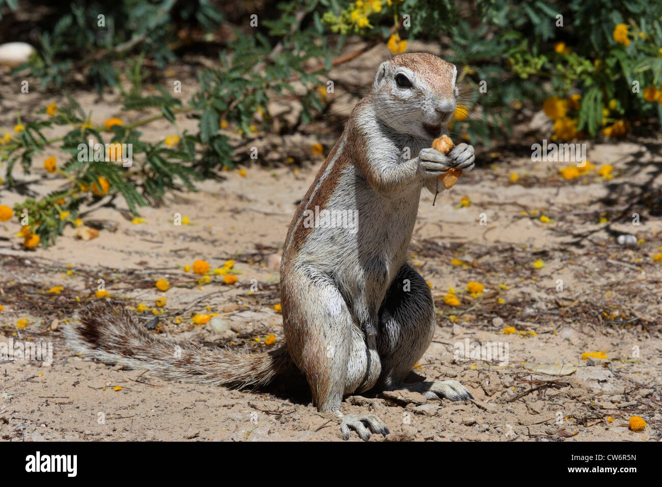 South African ground squirrel, Cape ground squirrel (Geosciurus inauris ...