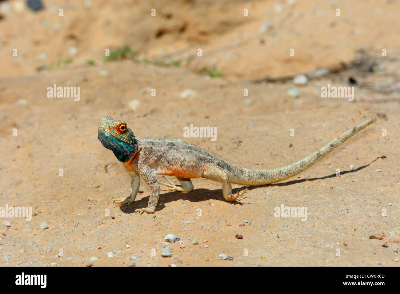 Ground agame agama aculeata aculeata hi-res stock photography and images - Alamy