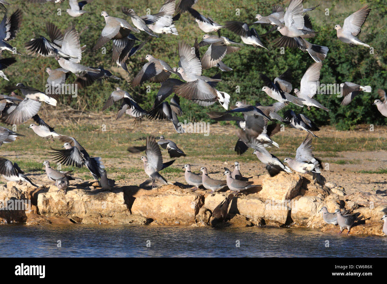 Ring-necked Dove, Cape Turtle Dove, Half-Collared Dove (Streptopelia ...