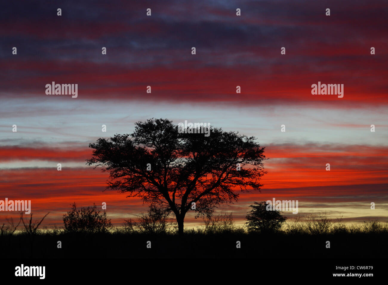 Kalahari desert tree dune hi-res stock photography and images - Alamy