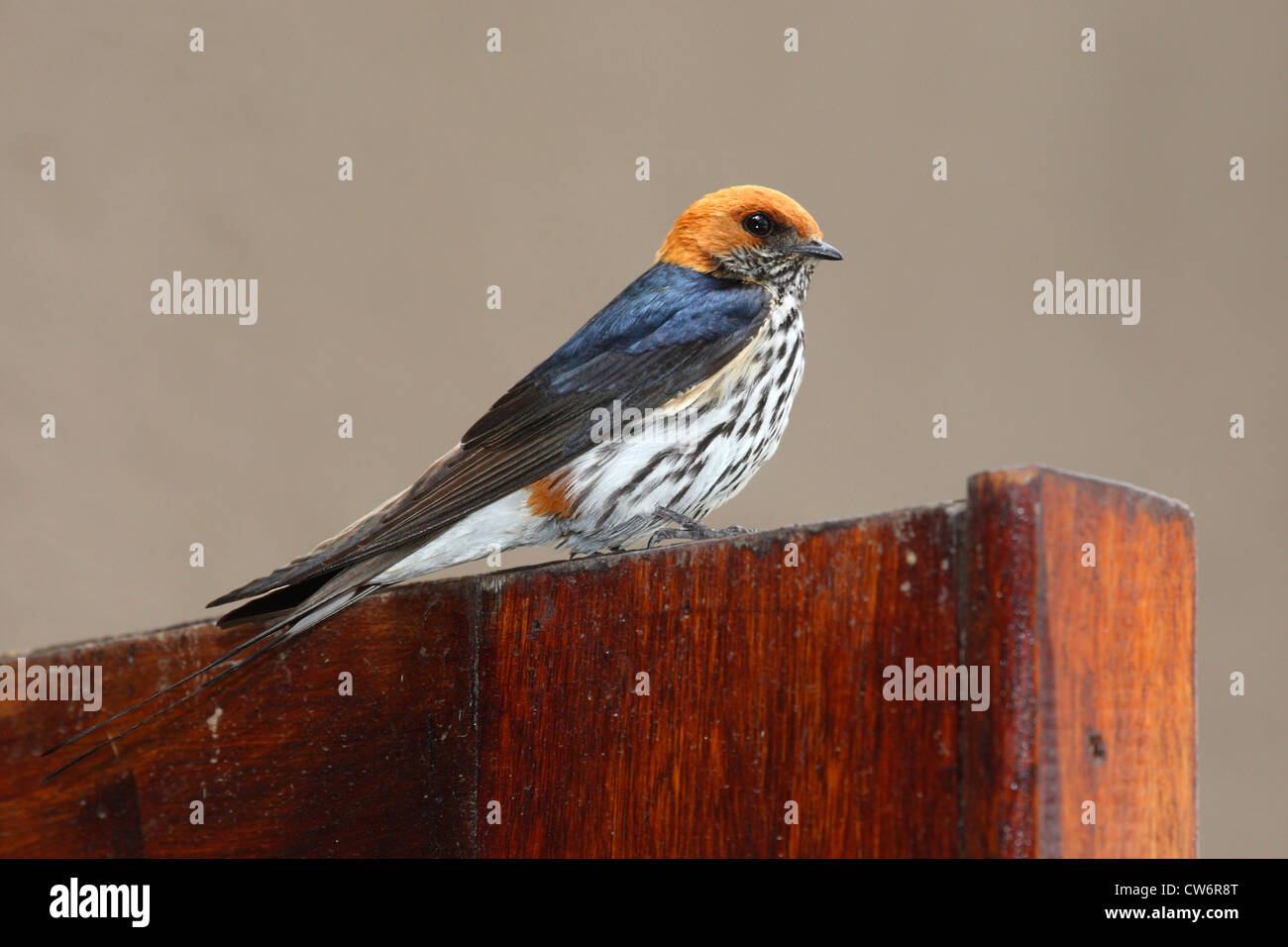 Greater Striped Swallow (Hirundo cucullata), sitting on a wooden fence ...