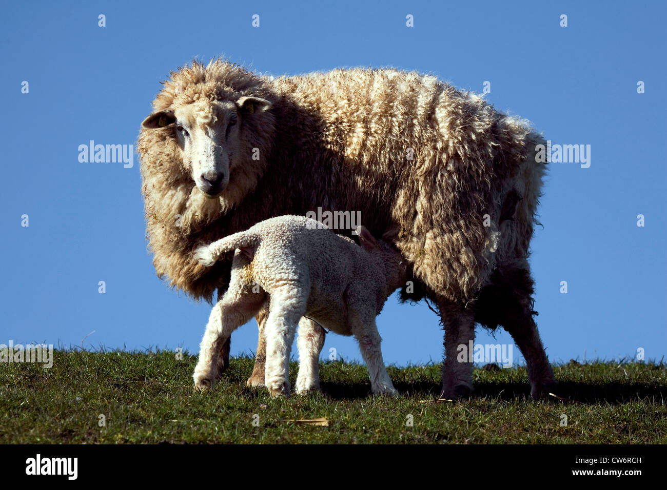 Mother sheep nursing lamb domestic hi-res stock photography and images ...