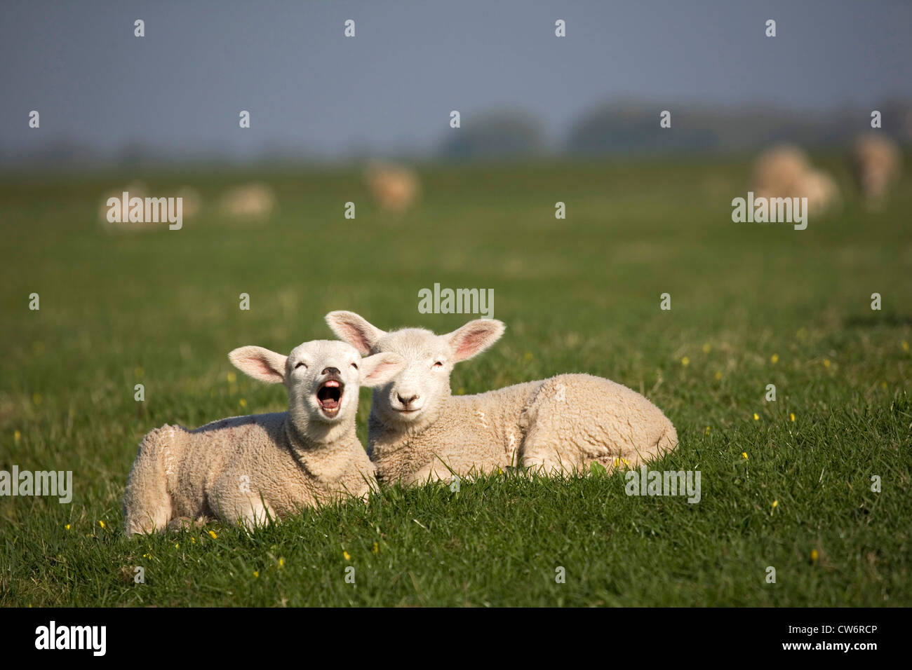 domestic sheep (Ovis ammon f. aries), lamb lying in a pasture bleating ...
