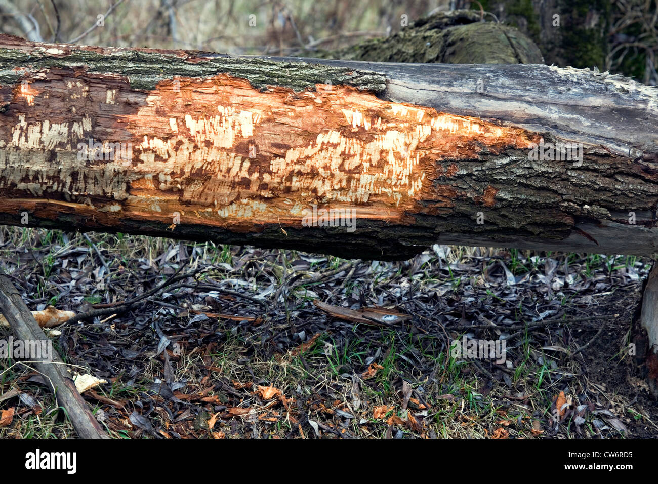 Eurasian beaver, European beaver (Castor fiber), burrows at a tree ...