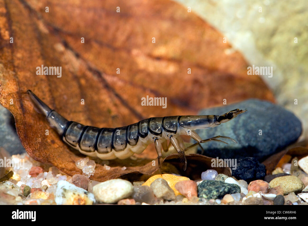 pond beetle, common pond beetle (Acilius sulcatus), larva under water ...