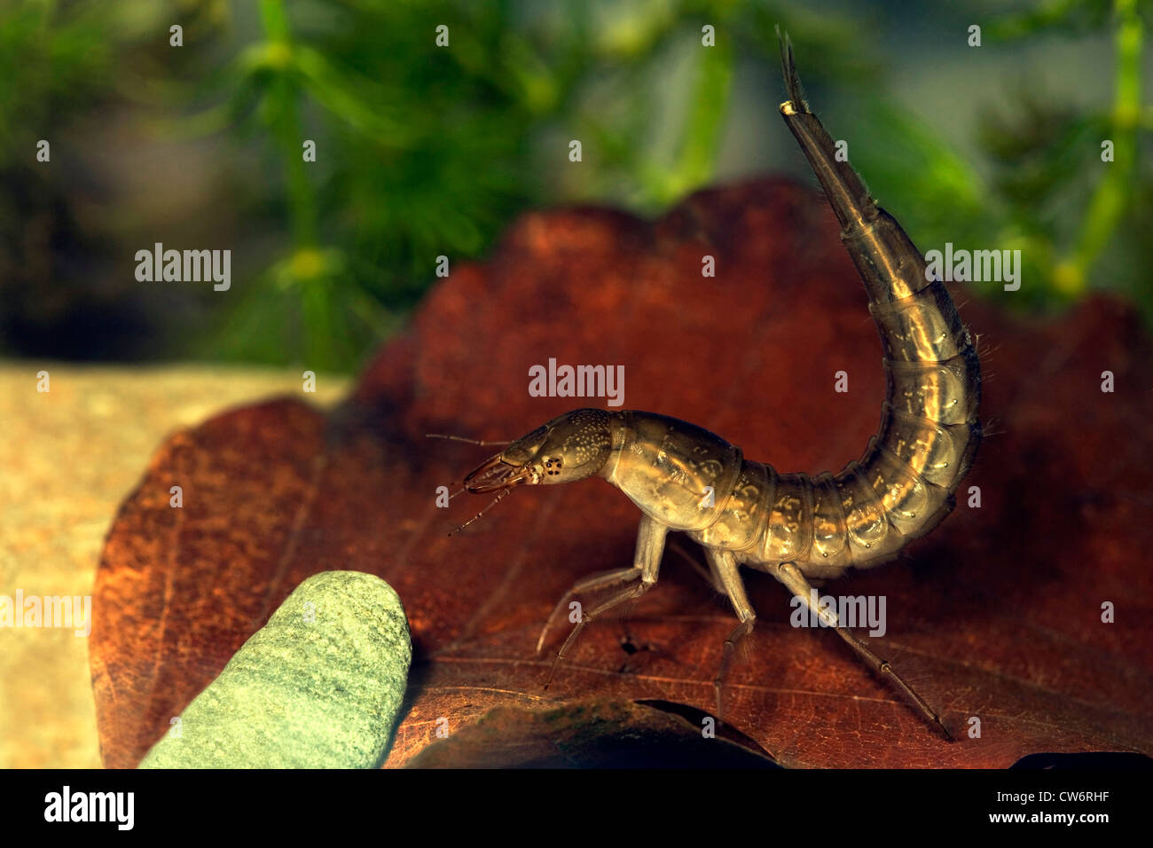 great diving beetle (Dytiscus marginalis), larva sitting on a leaf ...
