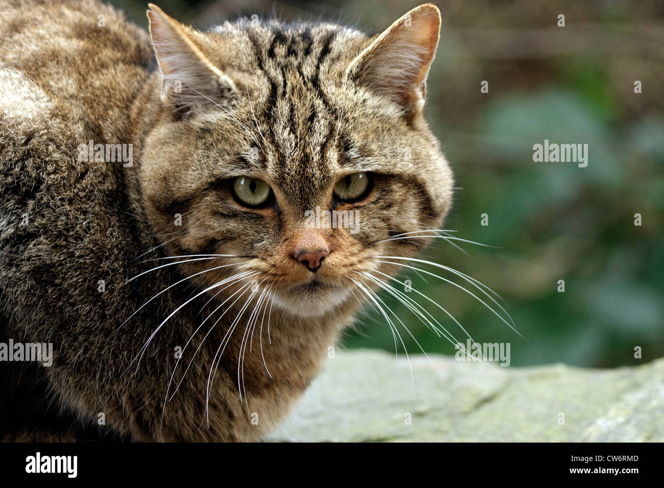 European wildcat standing hi-res stock photography and images - Alamy