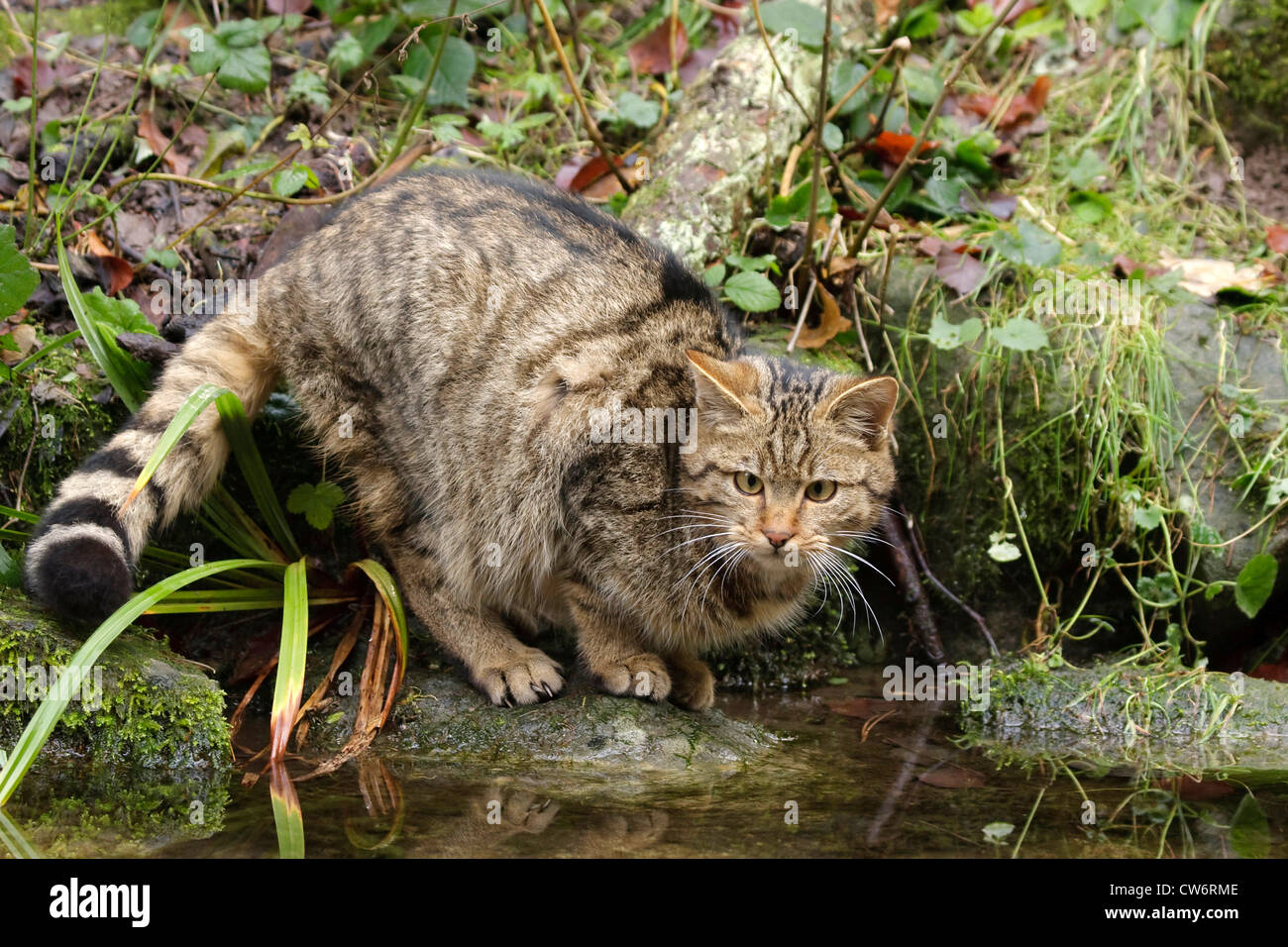 European wildcat, forest wildcat (Felis silvestris silvestris ...