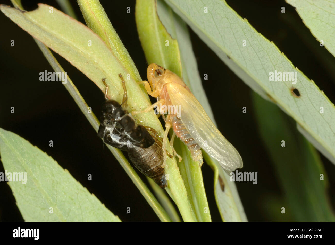 Adult froghopper hi-res stock photography and images - Alamy