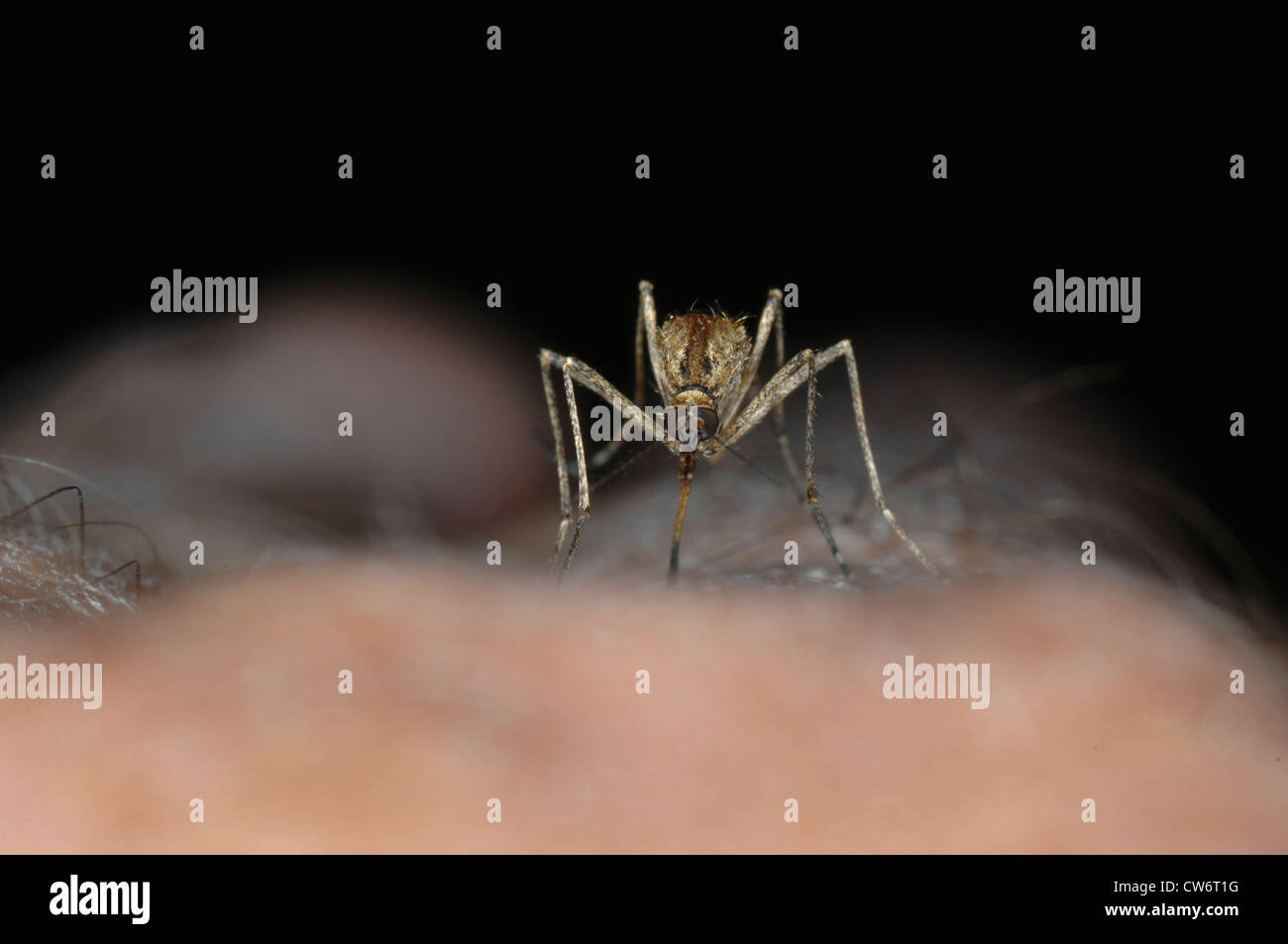 Gnats in house hi-res stock photography and images - Alamy