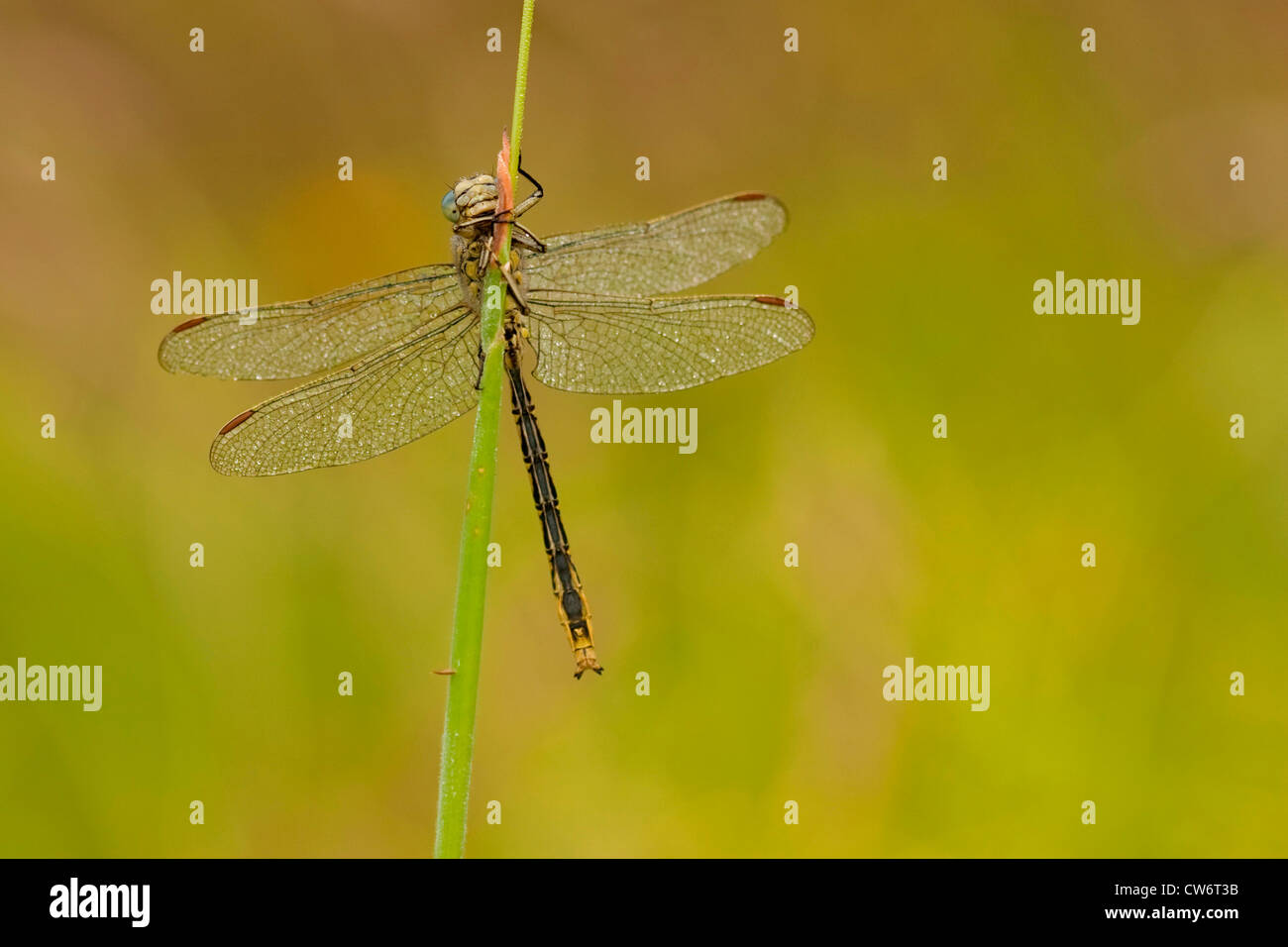 club-tailed dragonfly (Gomphus vulgatissimus), individual with morning ...