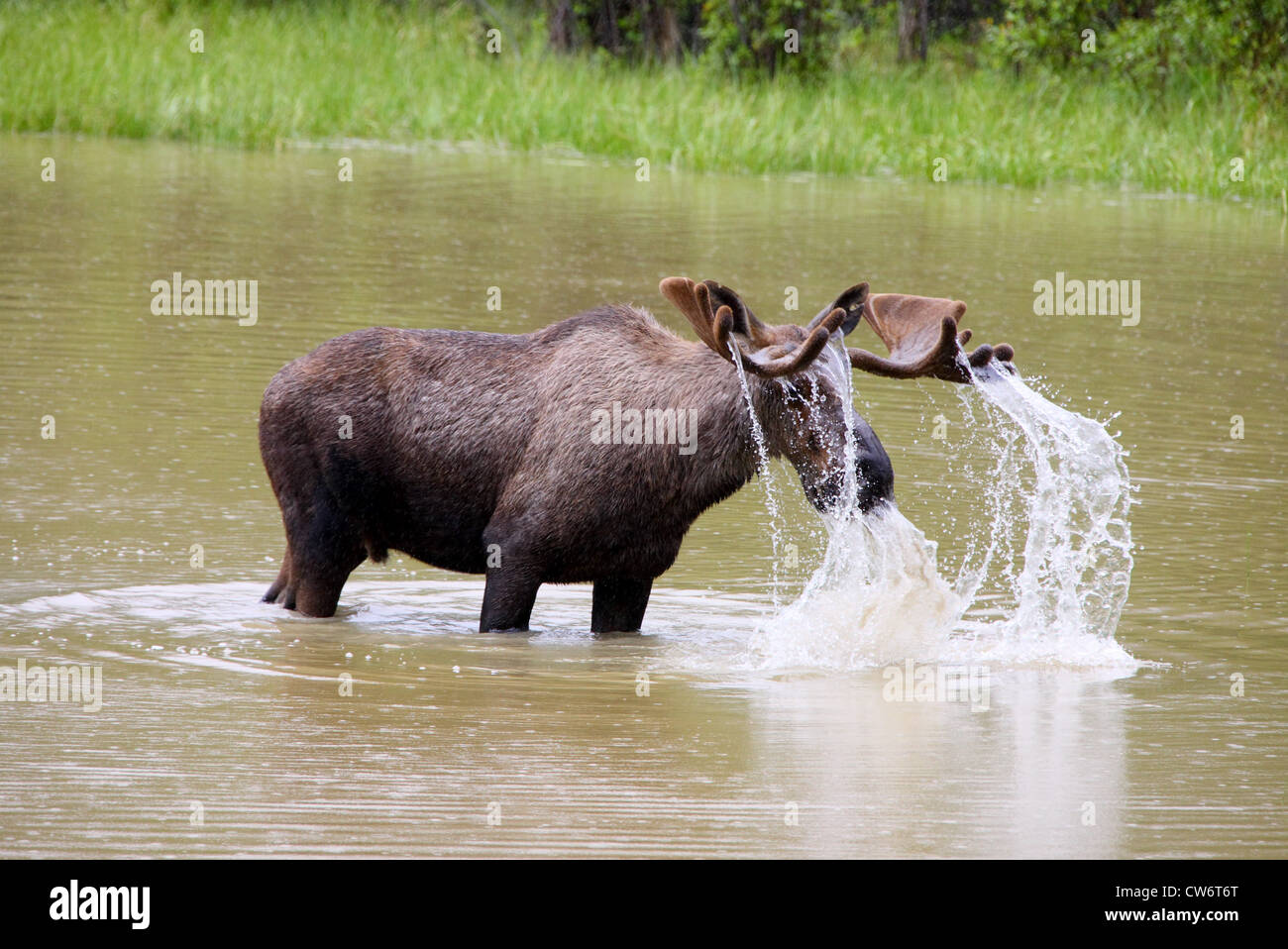moose, elk (Alces alces), in a Lake, Canada Stock Photo - Alamy