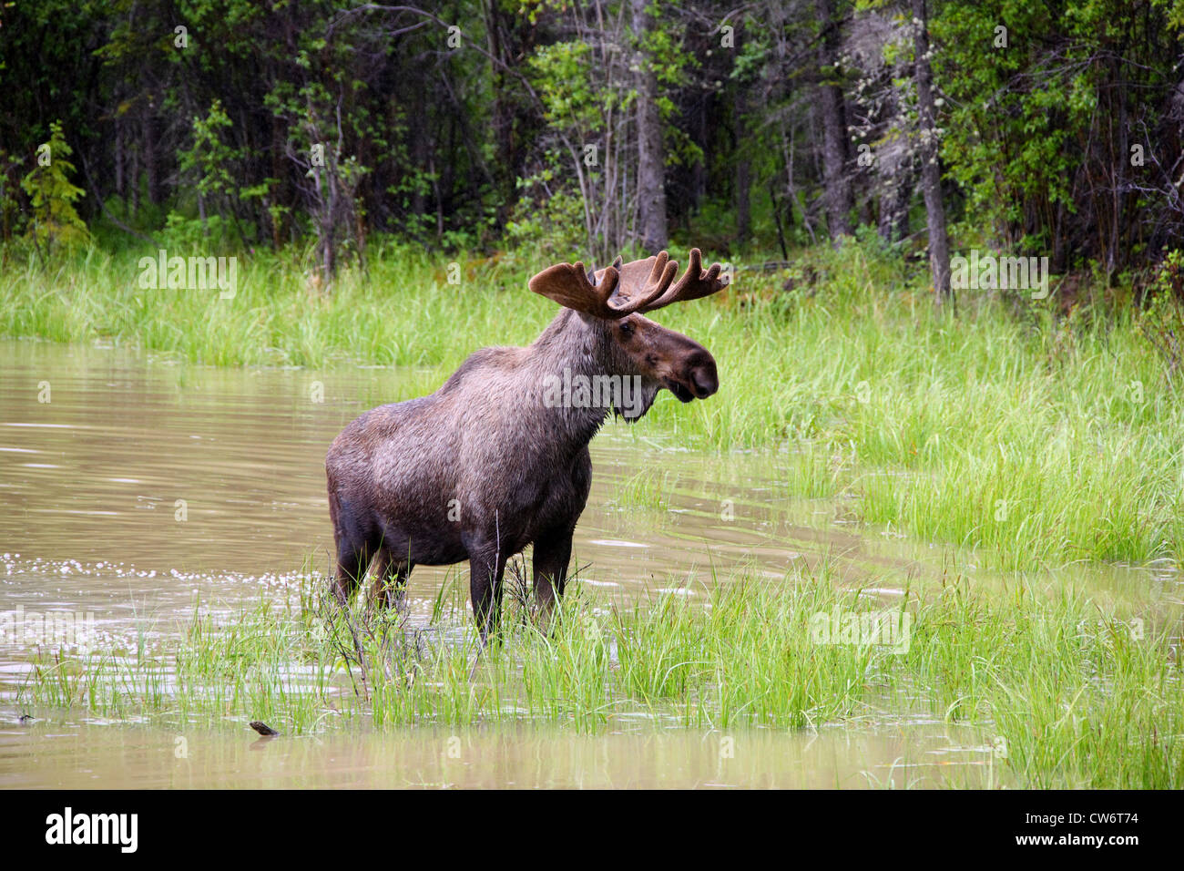 moose, elk (Alces alces), in a Lake, Canada Stock Photo - Alamy