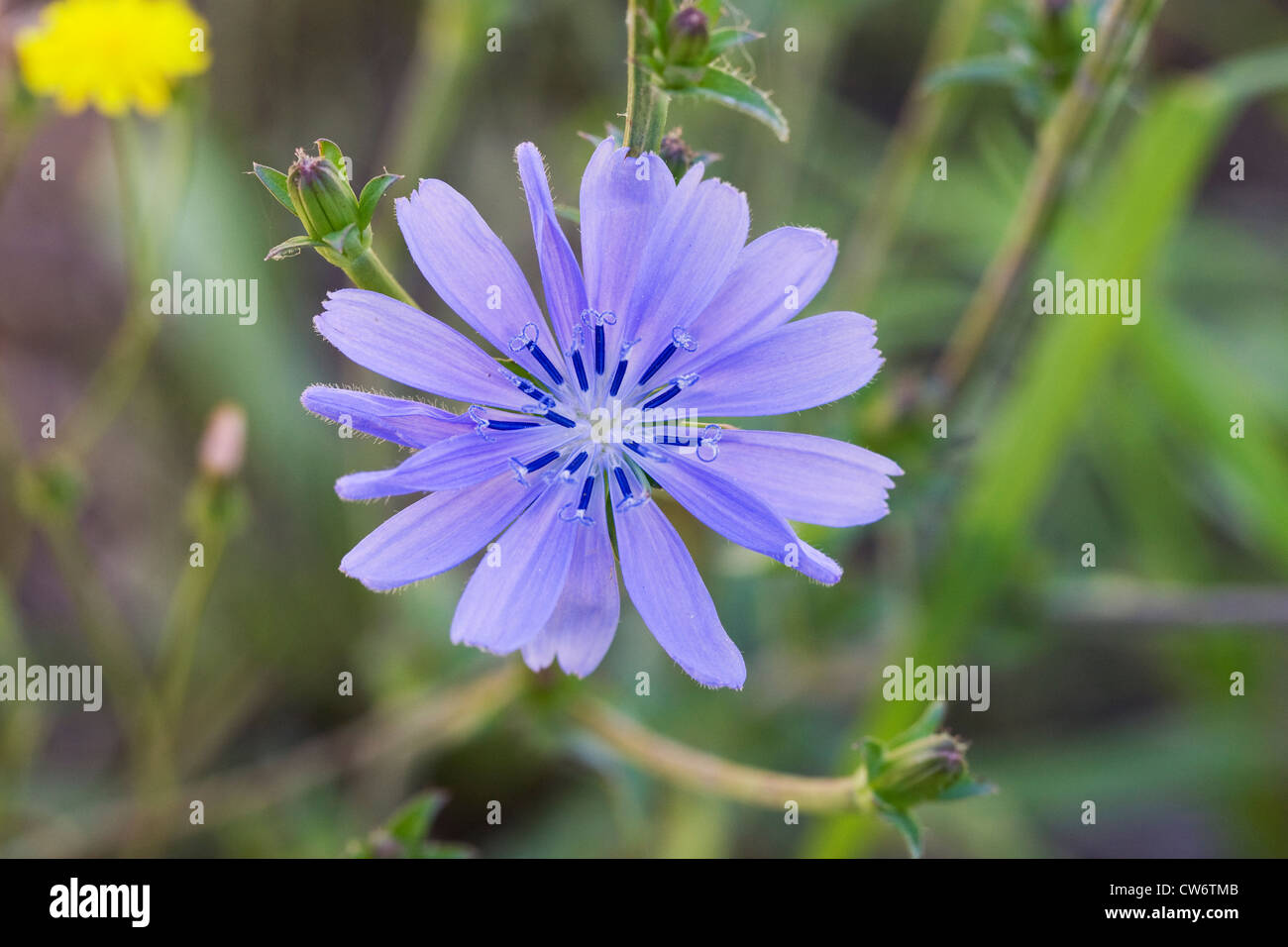 Plants chicory blue flowers hi-res stock photography and images - Alamy