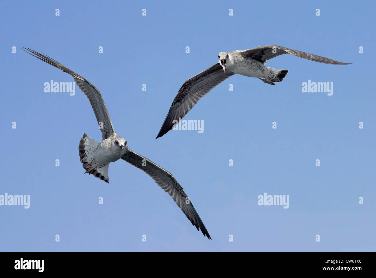 two seagulls in flight Stock Photo - Alamy