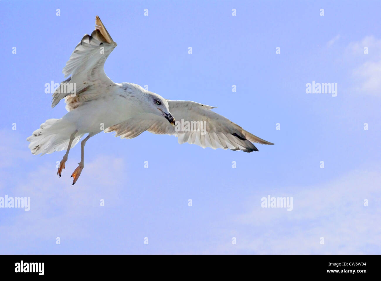 Seagull in flight high above hi-res stock photography and images - Alamy
