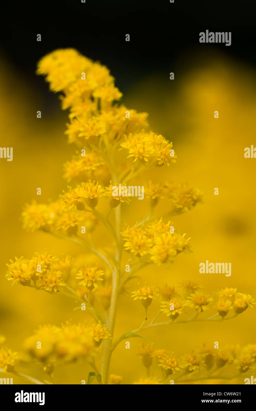 Goldenrod Stock Photos & Goldenrod Stock Images - Alamy