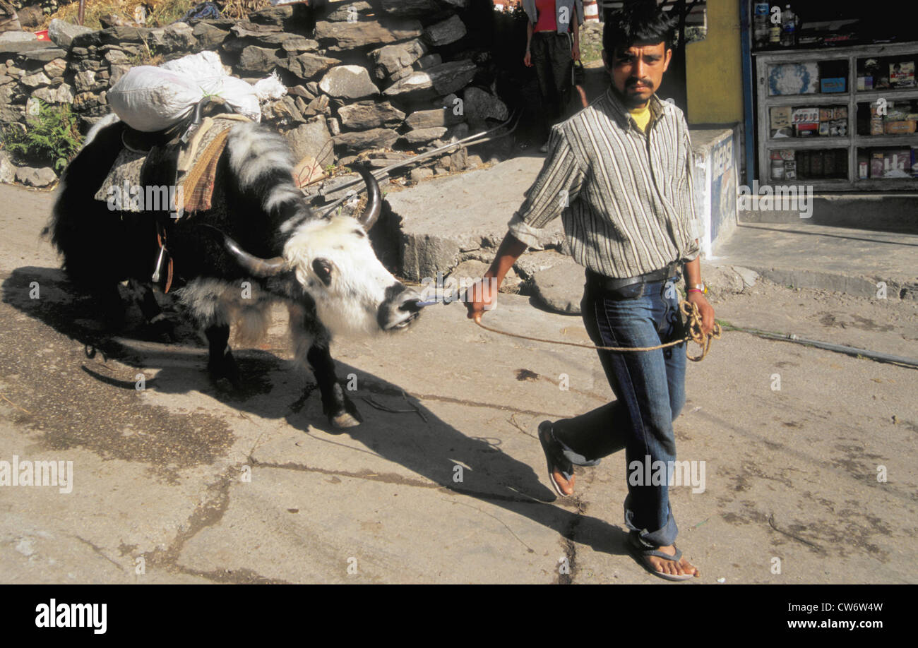 India himachal pradesh manali yak hi-res stock photography and images ...