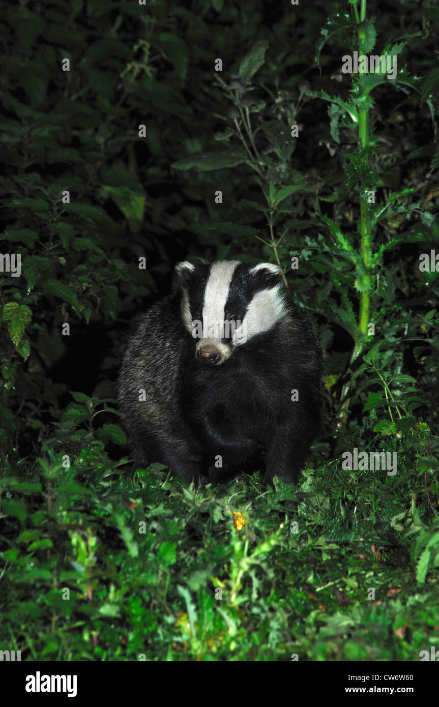 Badger Night High Resolution Stock Photography and Images - Alamy