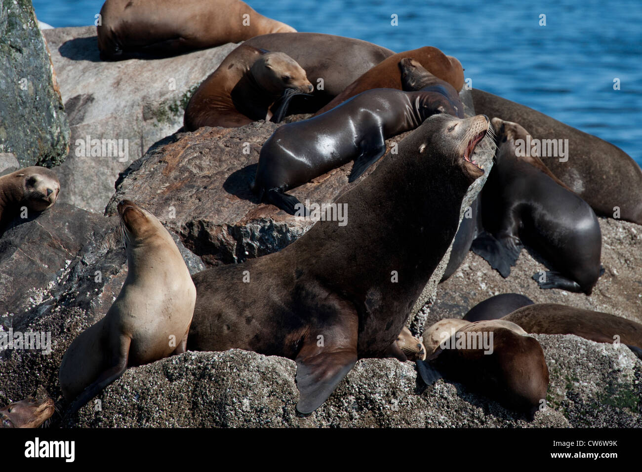 California sealions, Zalophus californianus, very large dominant bull ...