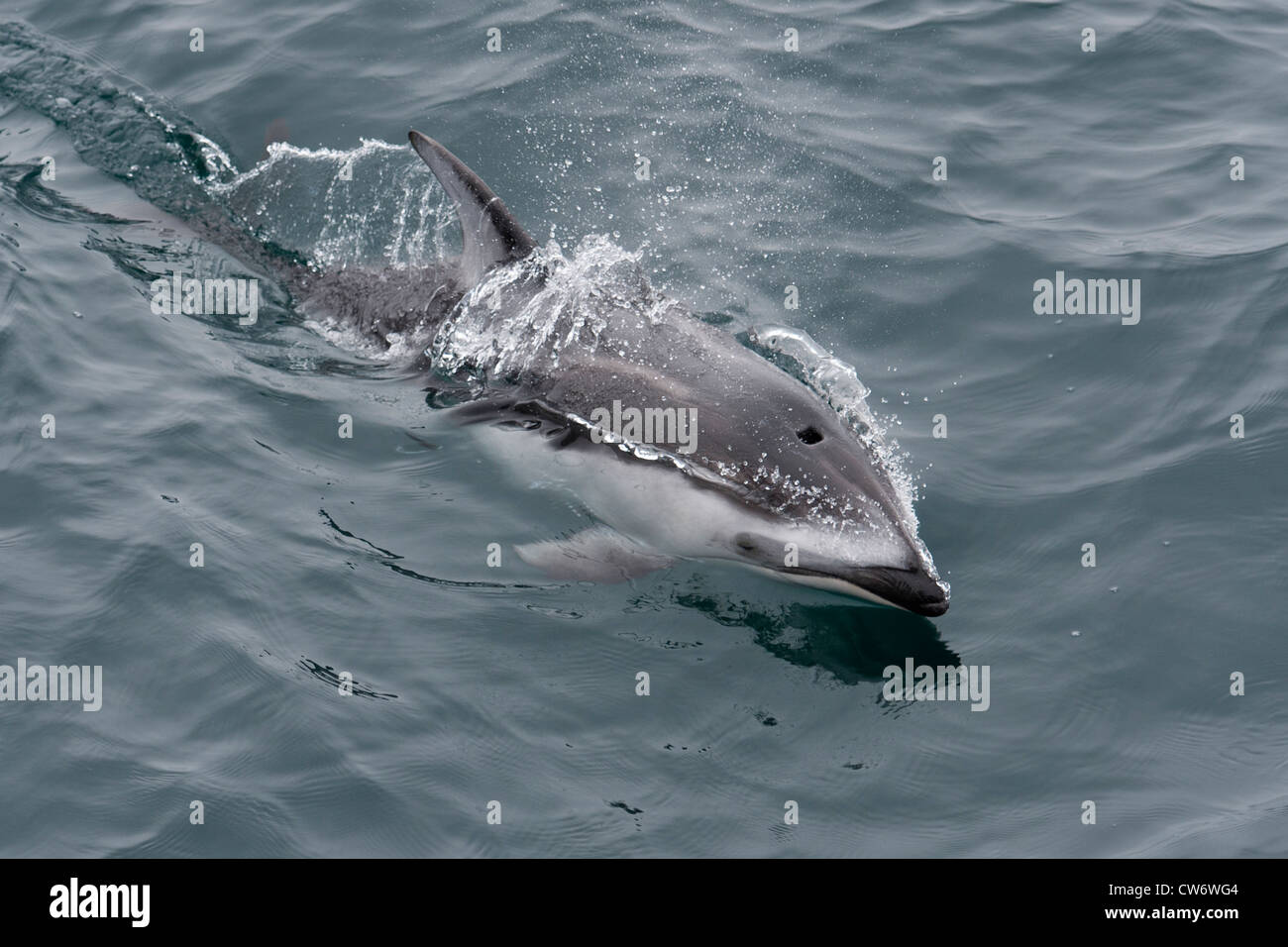 Pacific white sided dolphin hi-res stock photography and images - Alamy