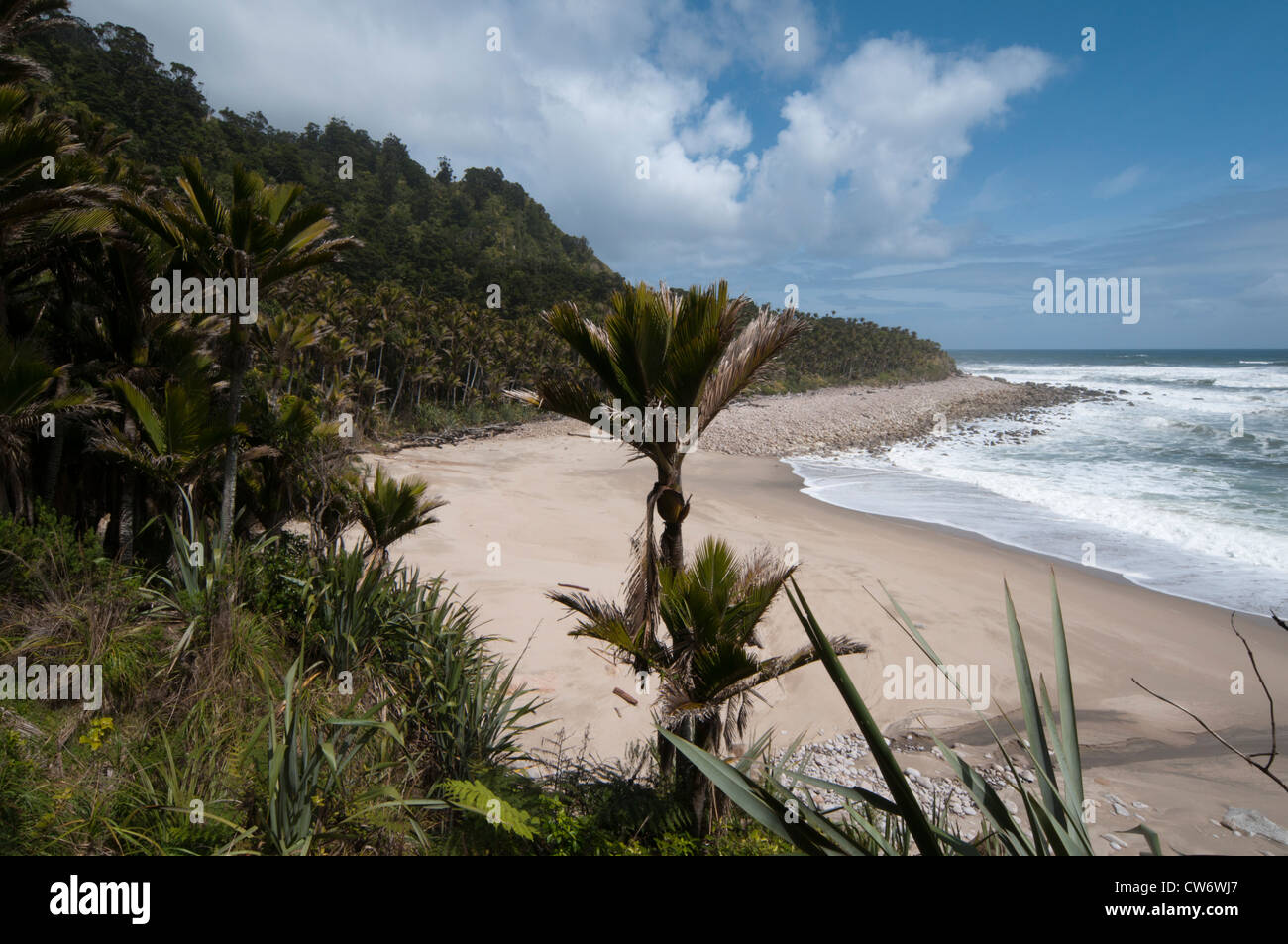 The Nikau palm is endemic to New Zealand and is the world's ...