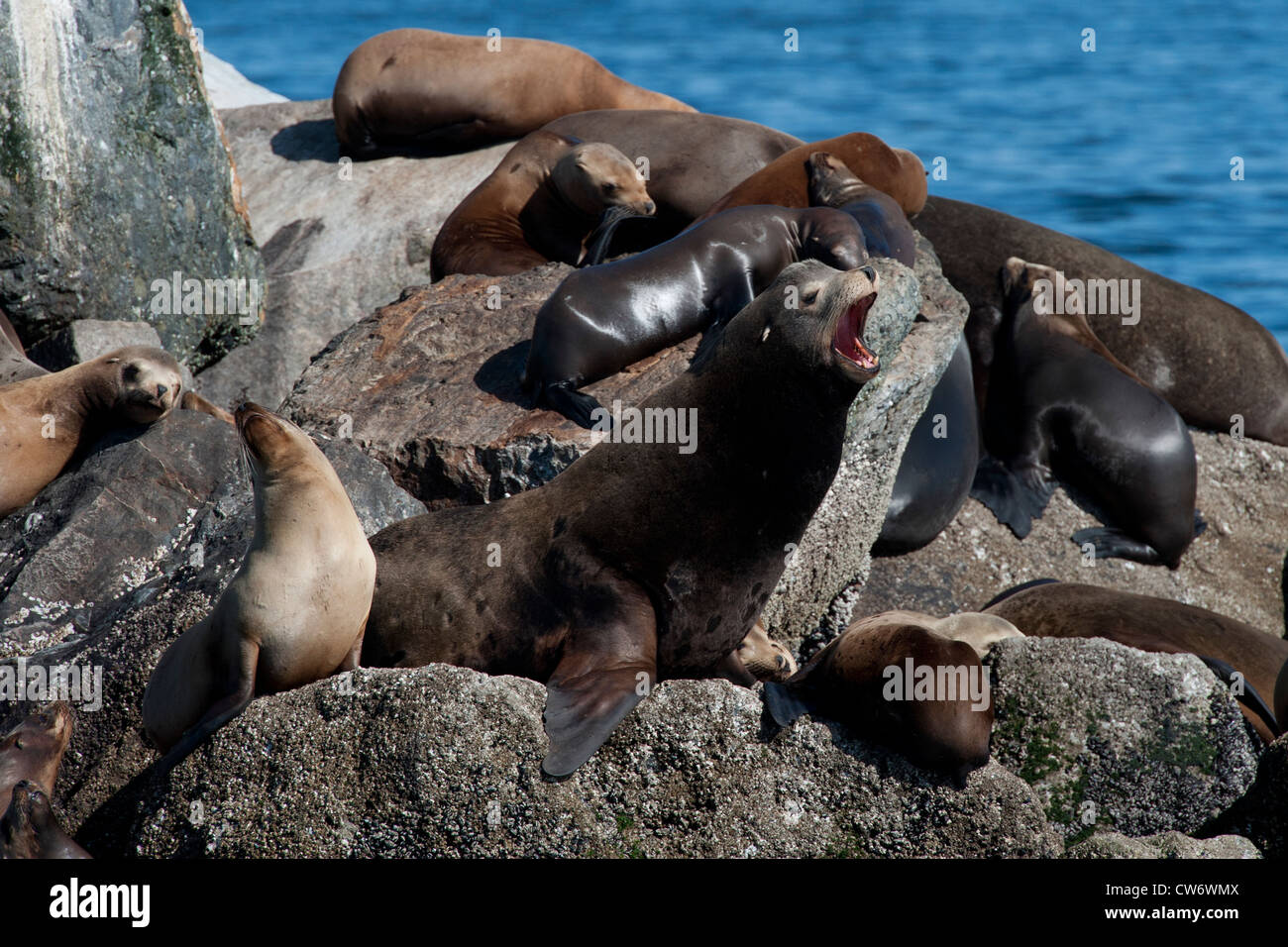 Growling sea lions hi-res stock photography and images - Alamy