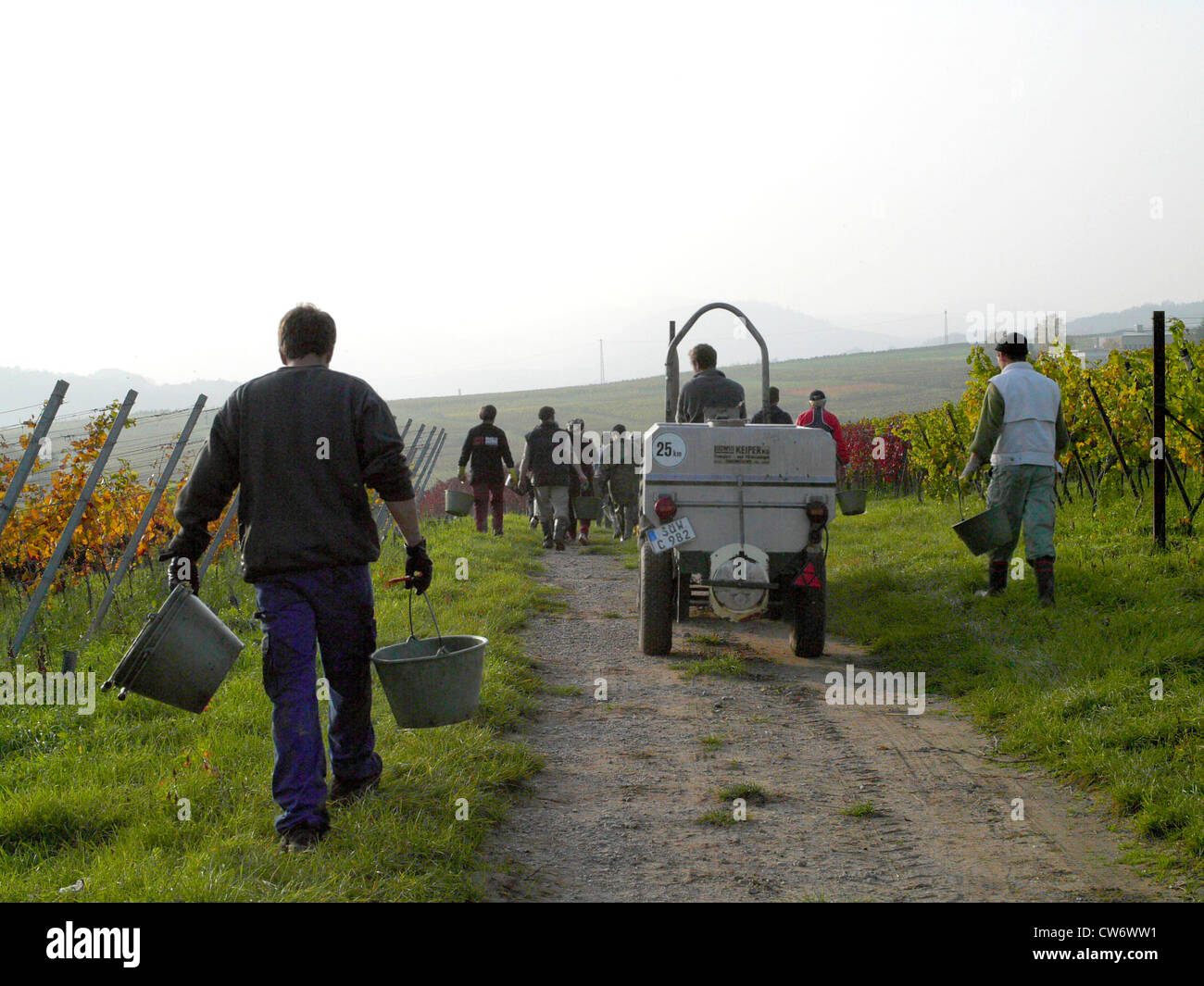 harvest helpers and tractor with trailer on field path between ...