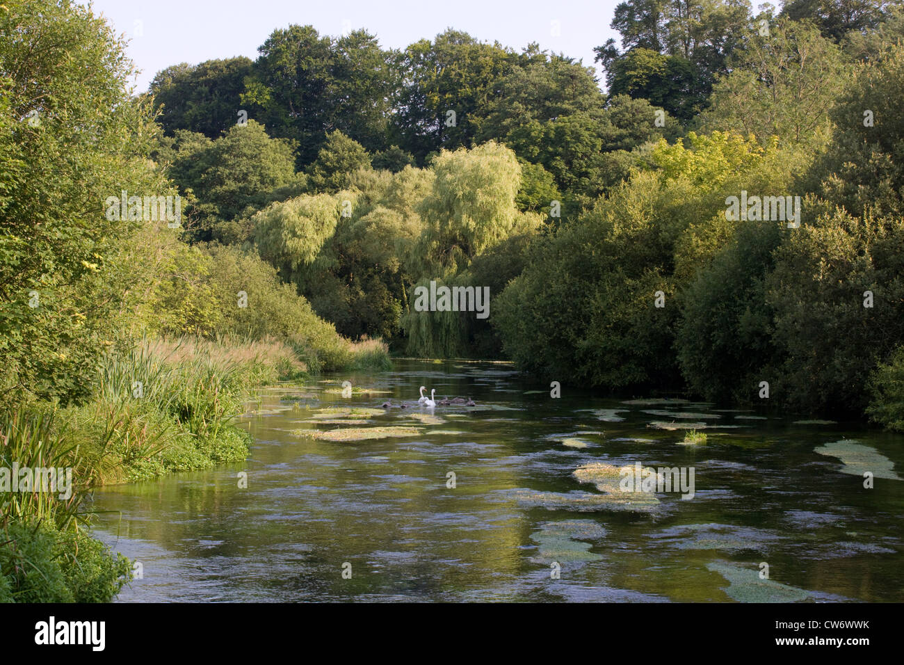 Hampshire: River Itchen Stock Photo - Alamy