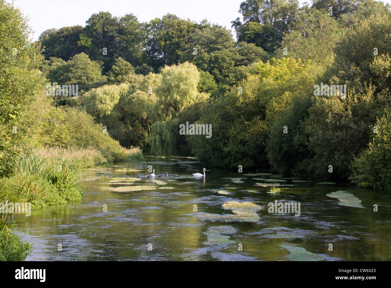 Hampshire: River Itchen Stock Photo - Alamy