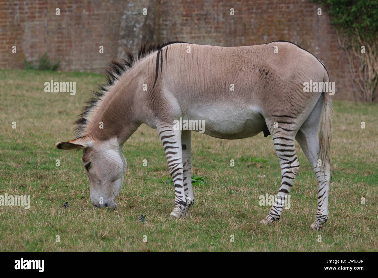Zeedonk hi-res stock photography and images - Alamy