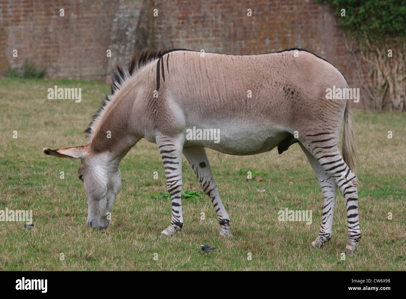 Zonkey Animal A To Z