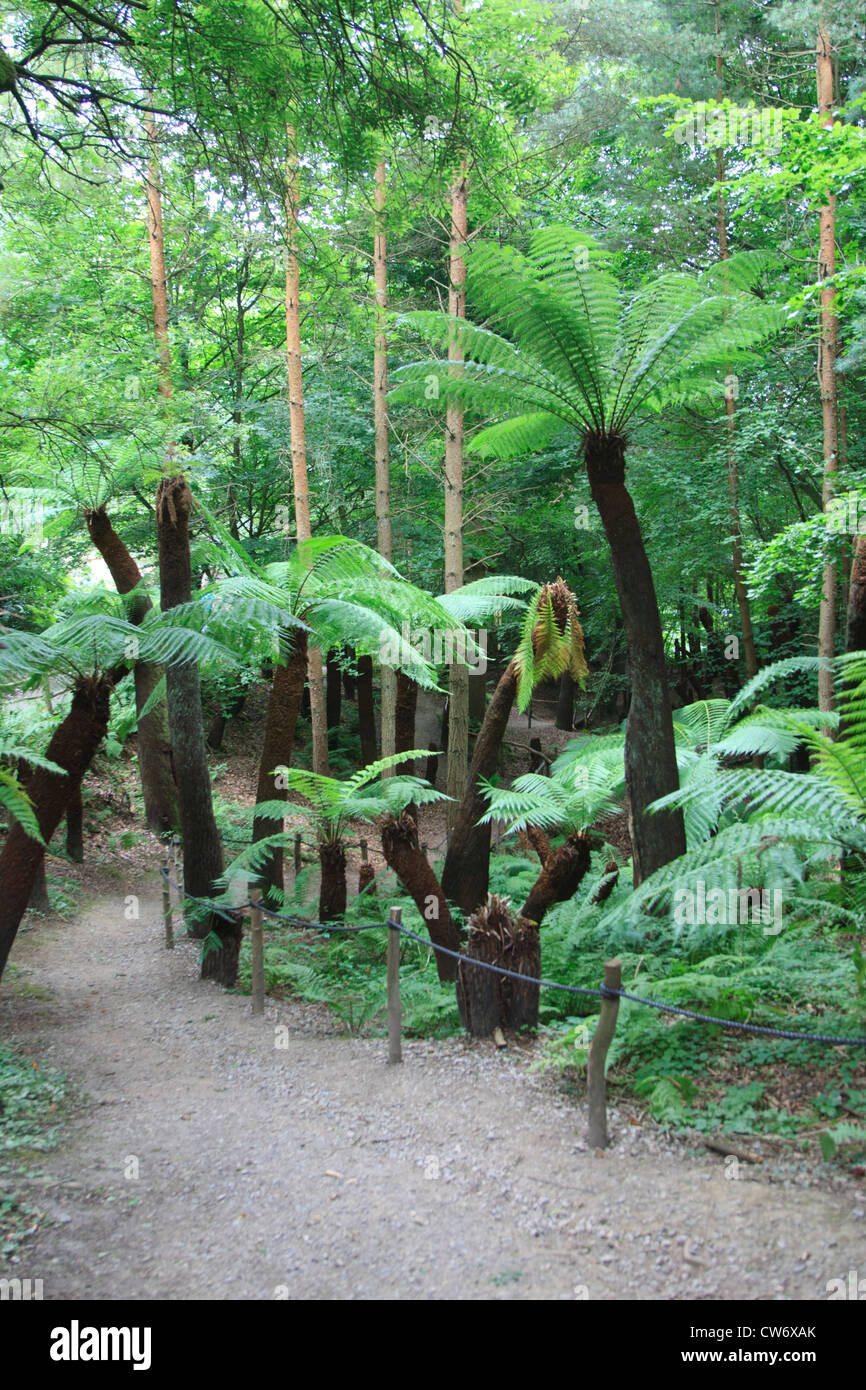 Tree fern grove in Groombridge Place Gardens Kent Stock Photo - Alamy